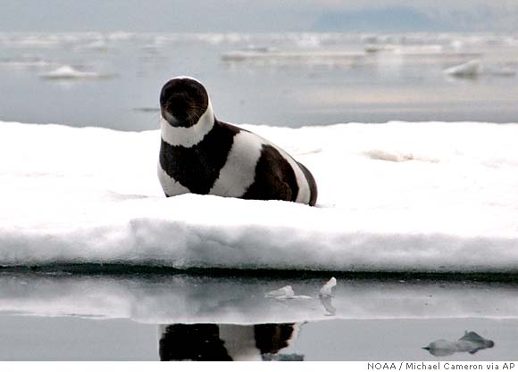 U.S. studies protection for ribbon seal