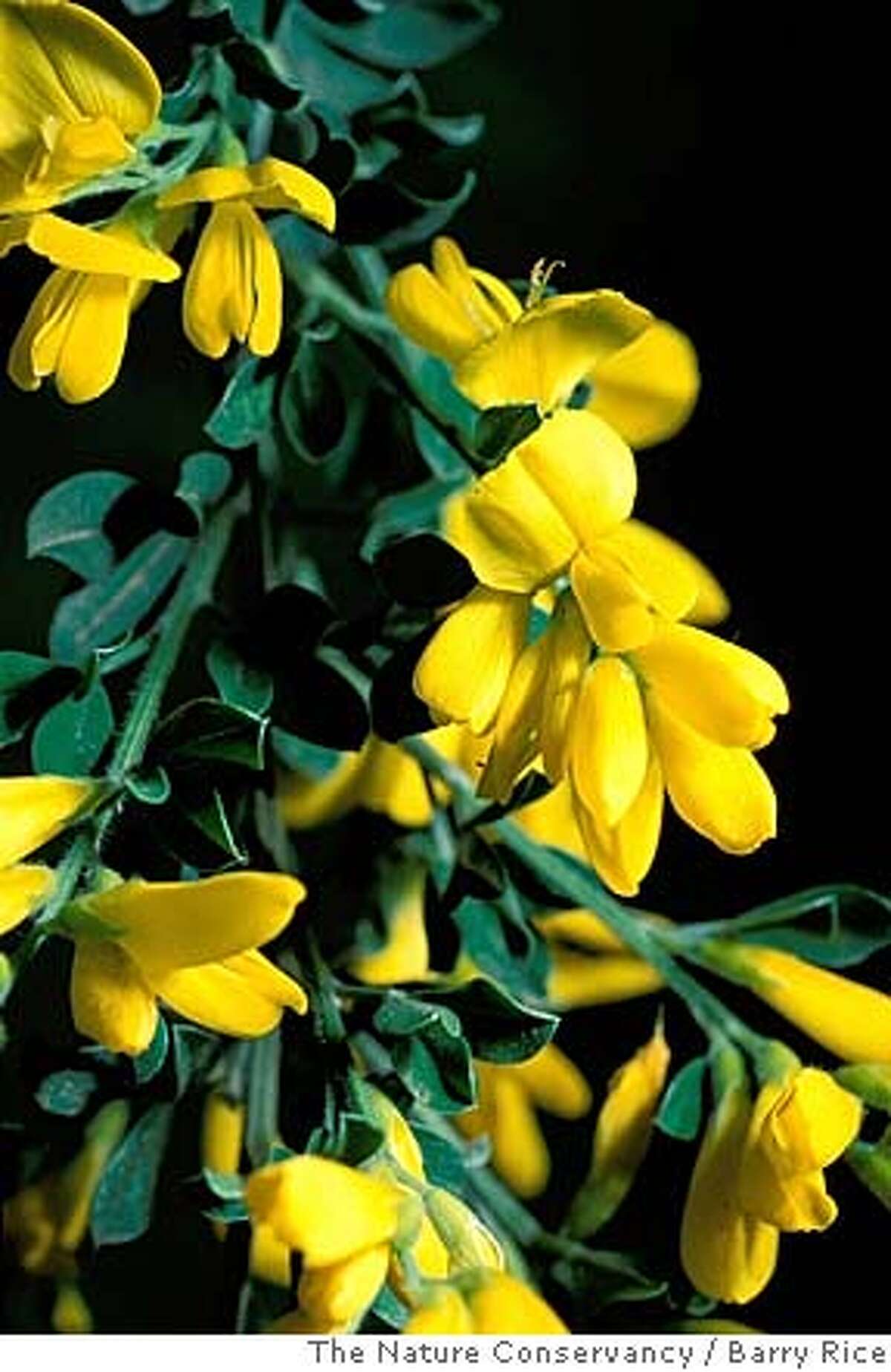 Home invaders: Pretty plants turn ugly fast