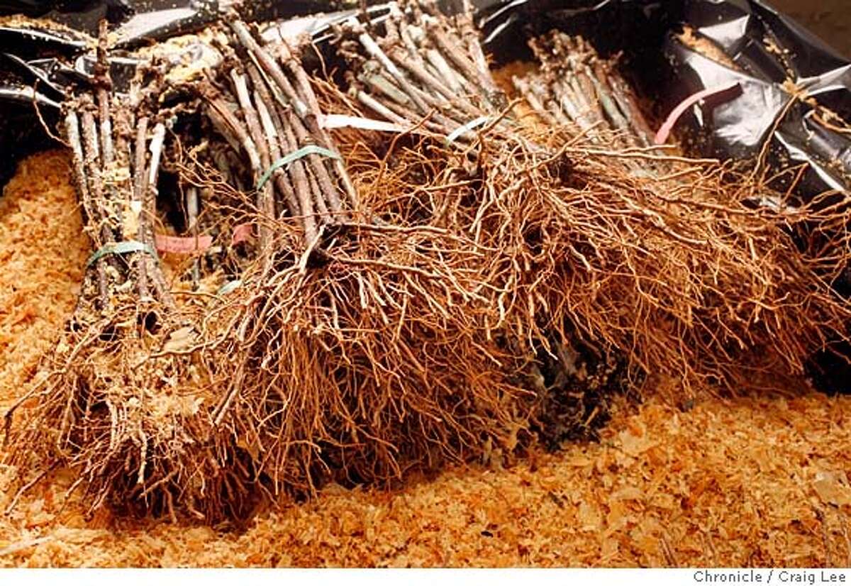 California winemakers depend on a smattering of nurseries to keep ...