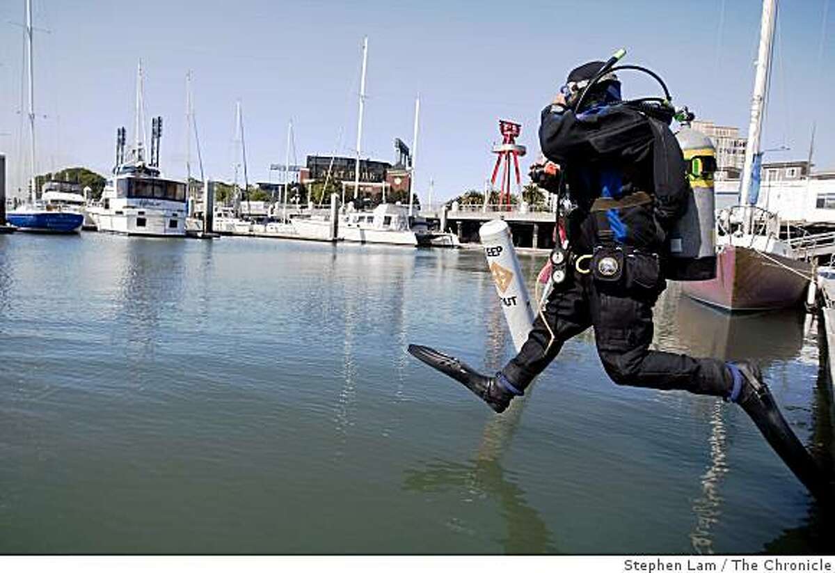Divers battle fast-growing alien kelp in bay