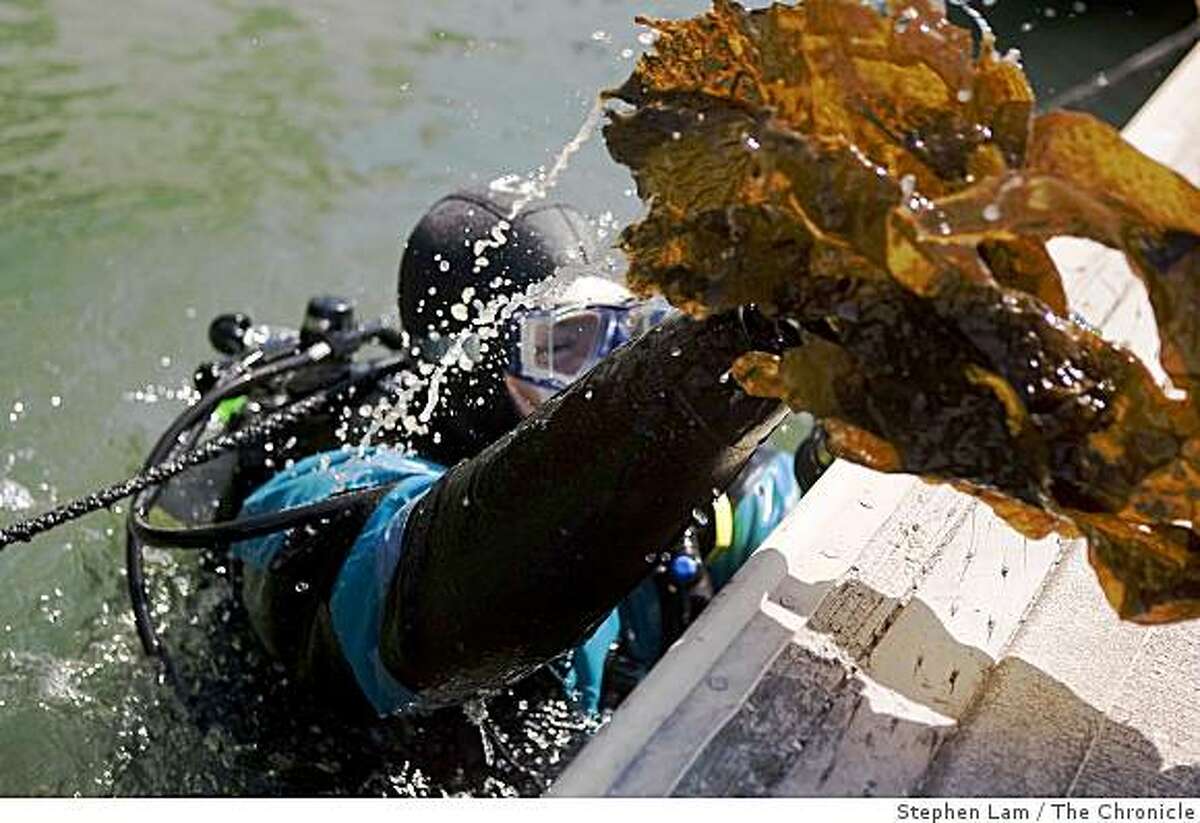 Divers battle fast-growing alien kelp in bay