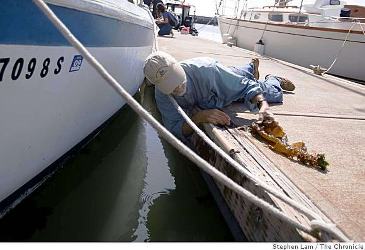 Divers battle fast-growing alien kelp in bay