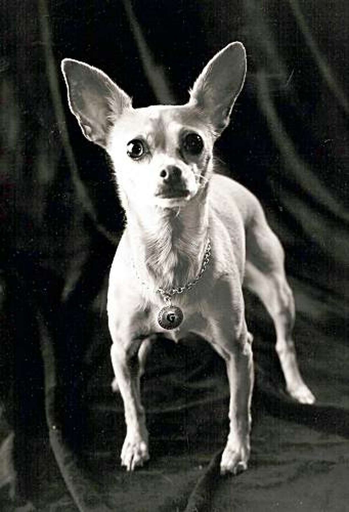 Iconic Taco Bell Chihuahua dies Iconic Taco Bell Chihuahua dies