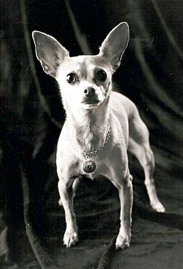 Iconic Taco Bell Chihuahua dies - SFGate