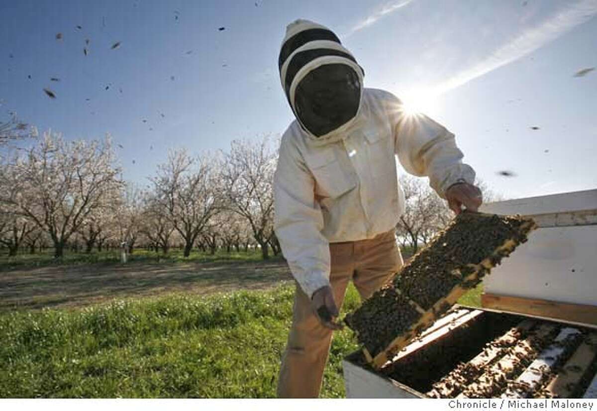 Scientists work to protect vulnerable bees