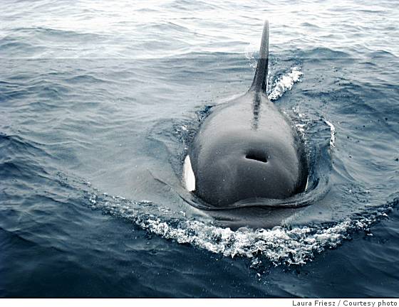 A whale of a day near the Farallones