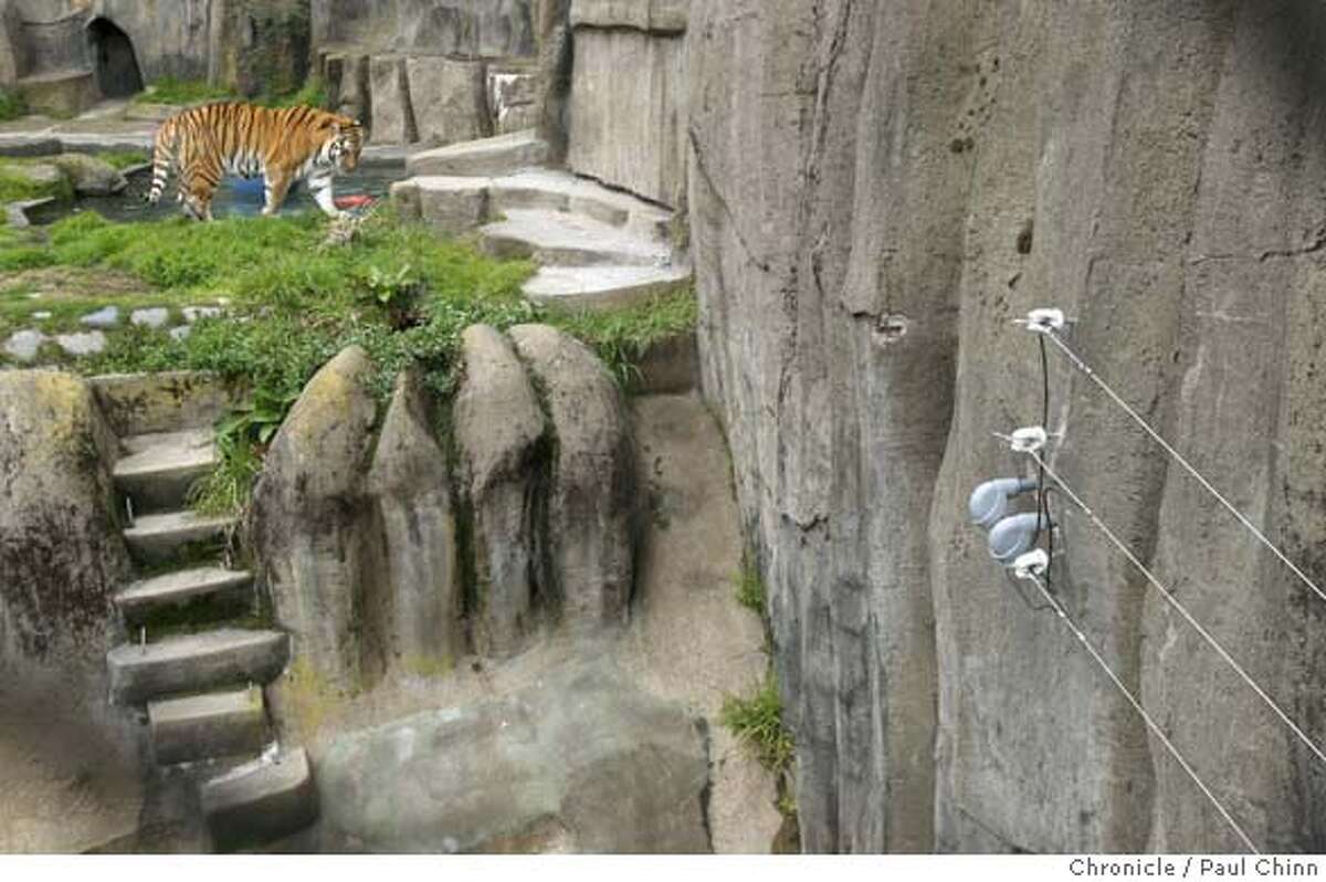 S.F. Zoo's big cats return to outdoor grottos