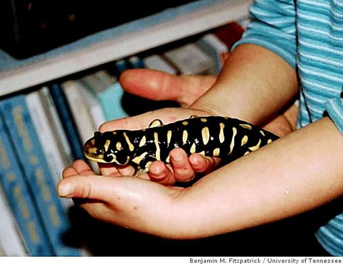 New threat emerges to tiger salamander