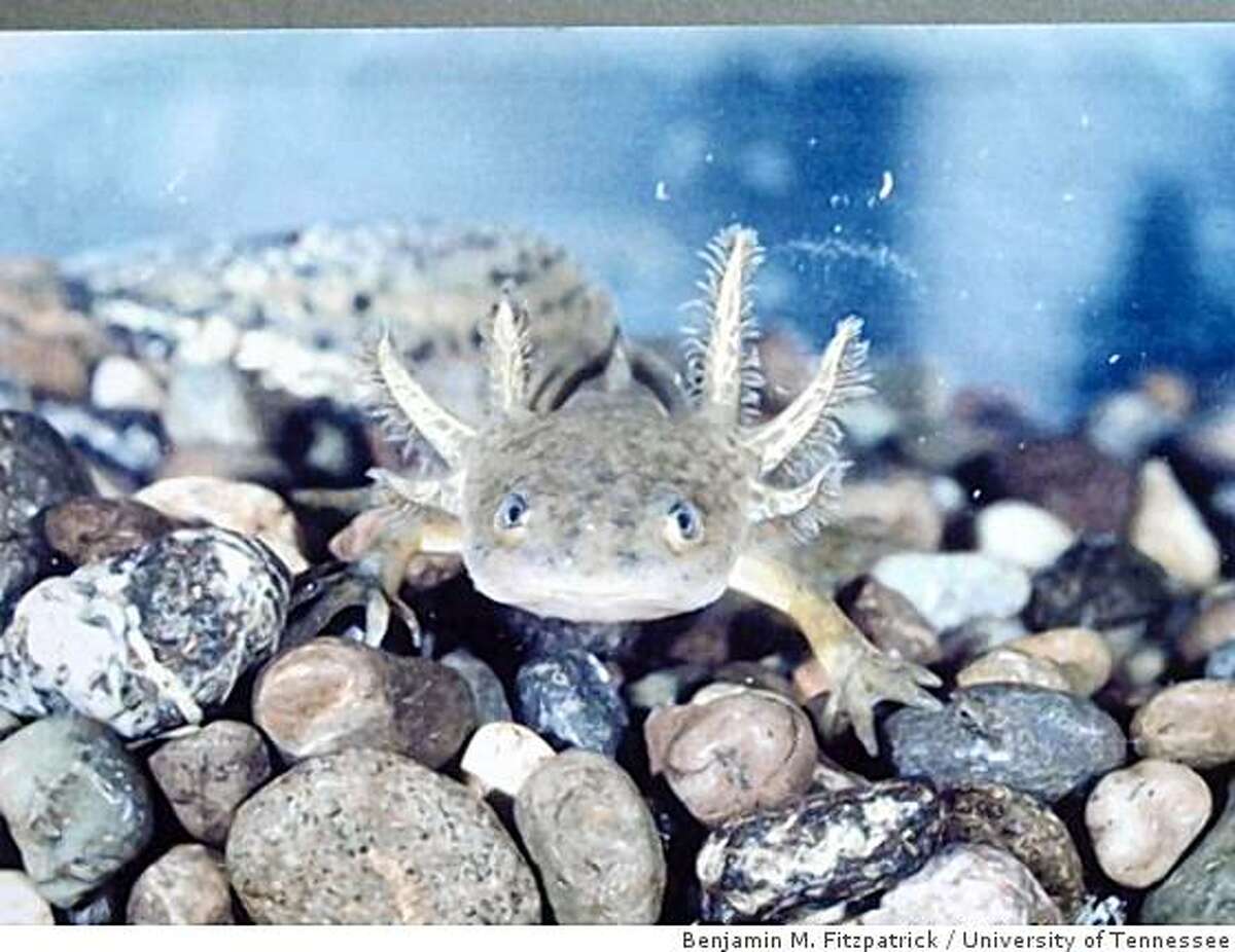 New threat emerges to tiger salamander