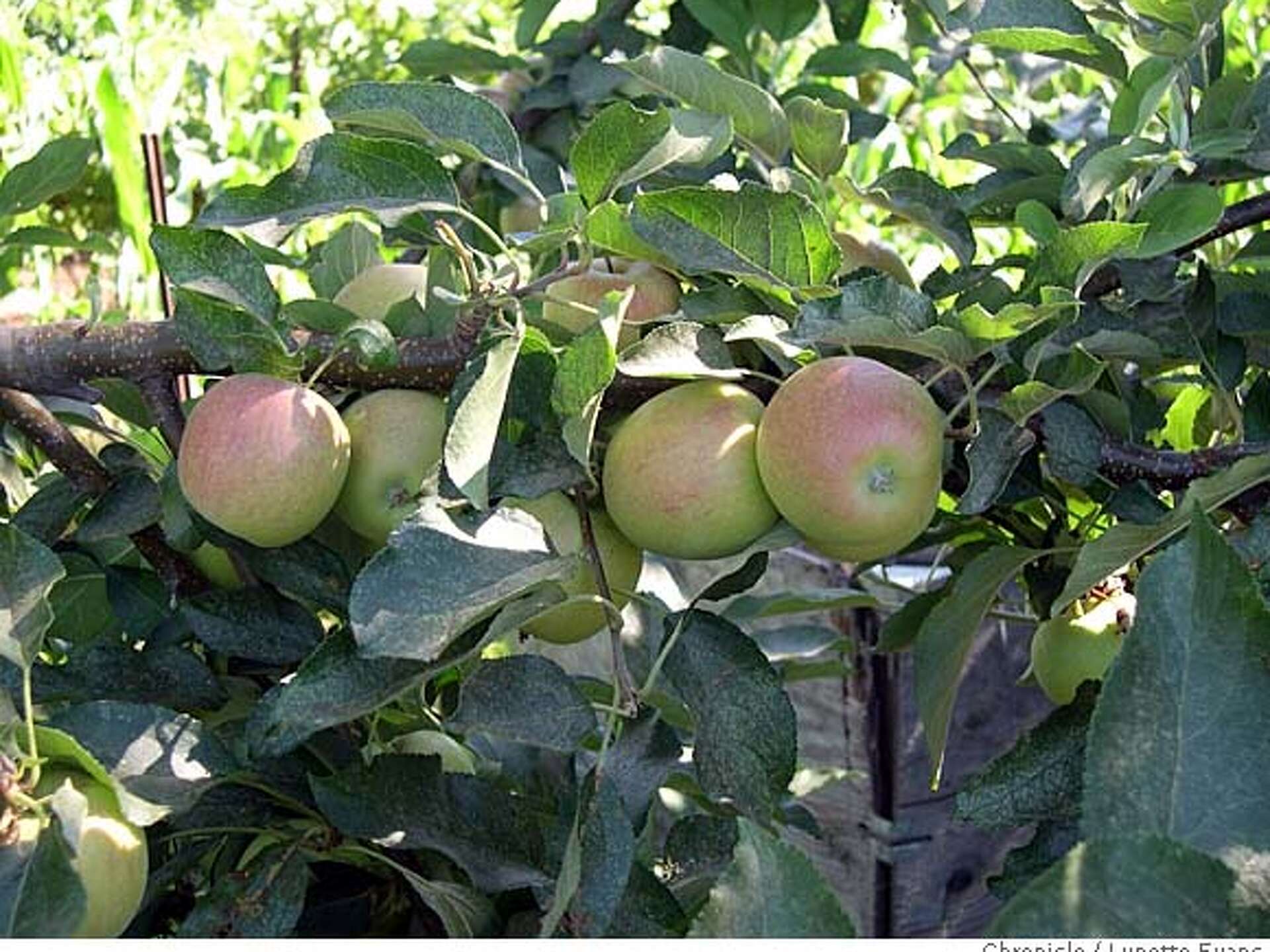 PLANT OF THE WEEK / Gala apple