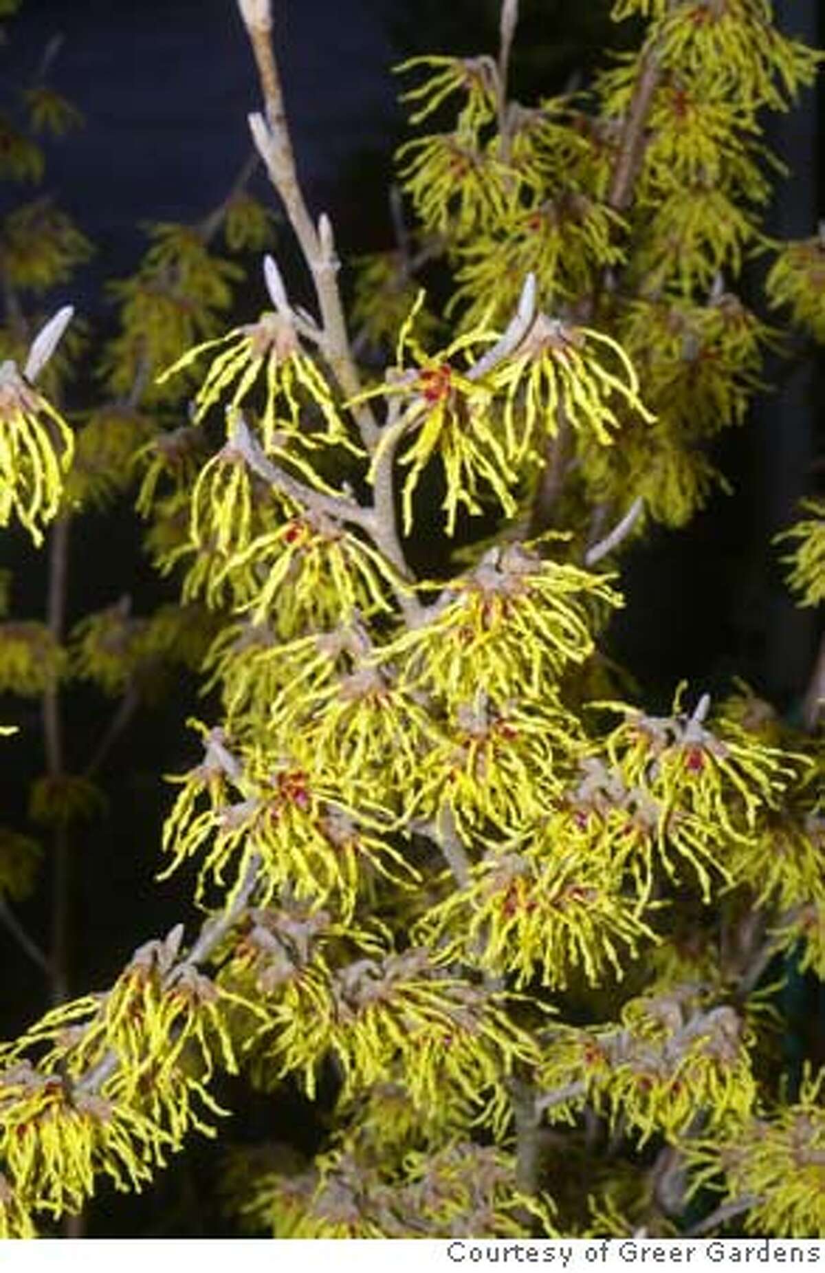 Witch hazel: Flowers, fruit come together