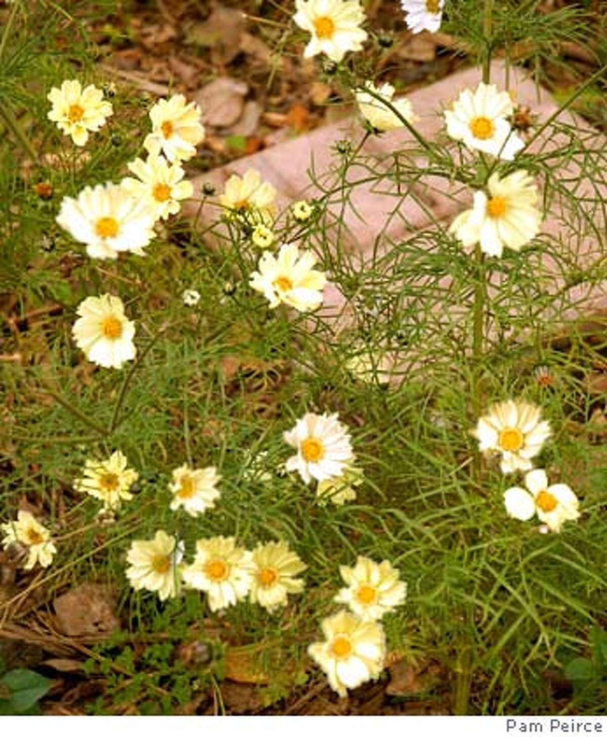 Easy-to-grow cosmos plants bring color, butterflies