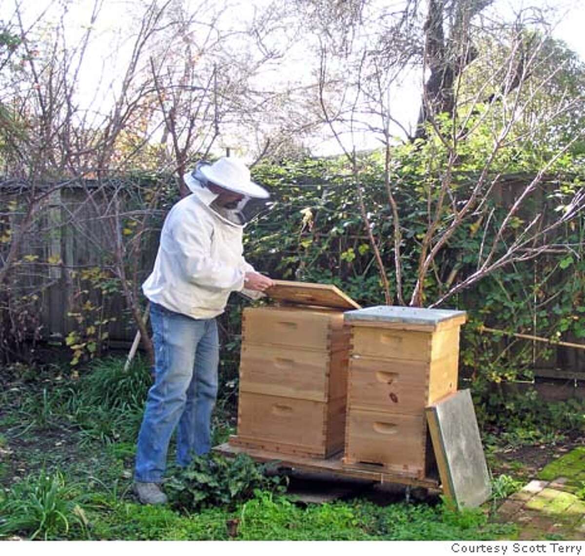 Backyard beekeeper finds the sweet spot