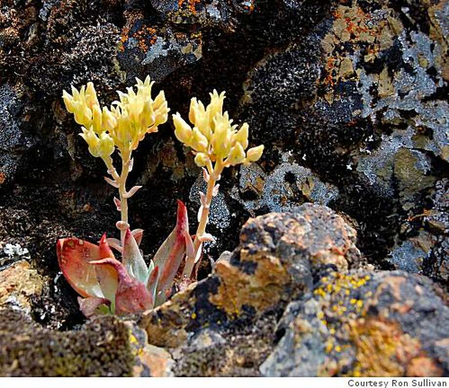 Native succulents - they live long and prosper - SFGate