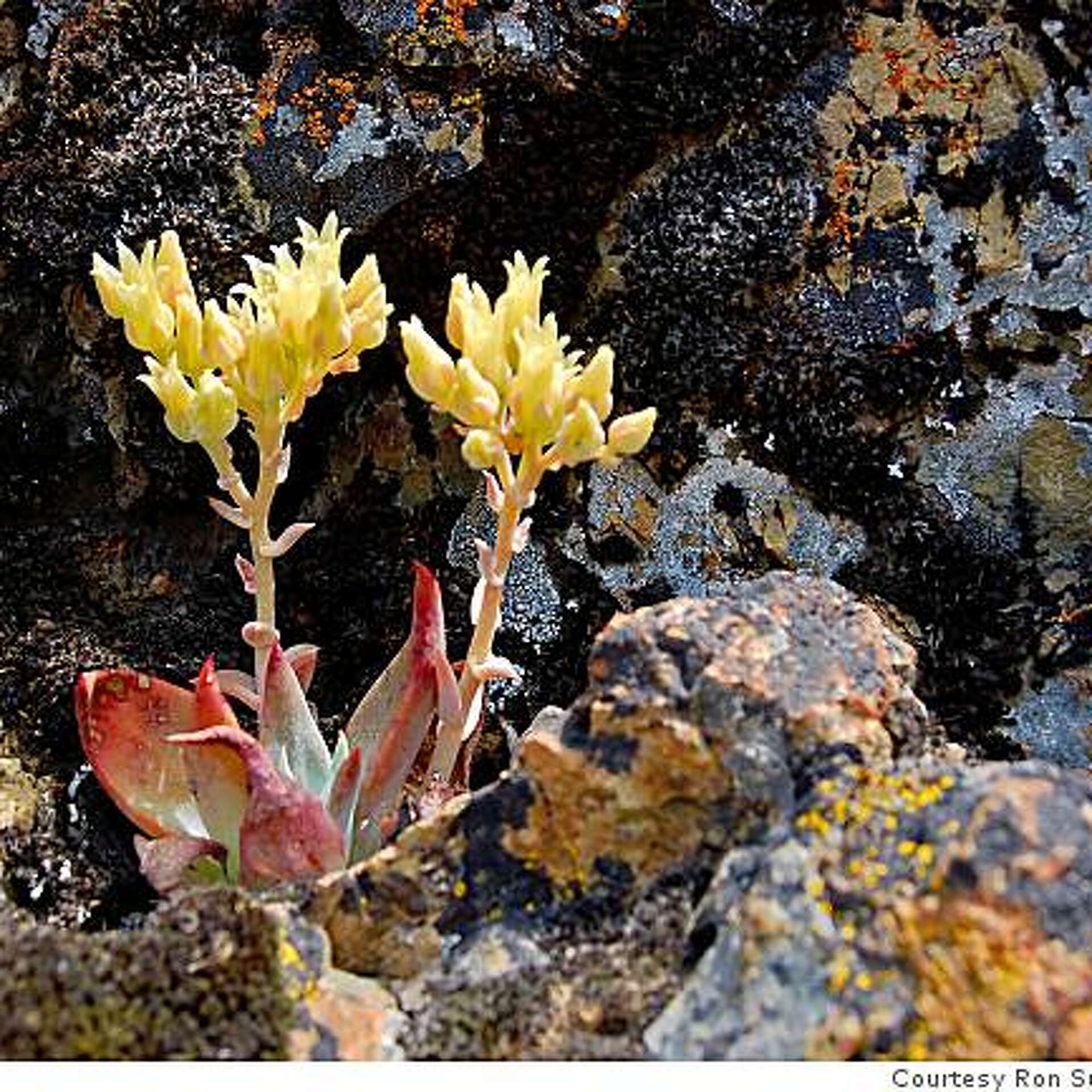 Native succulents - they live long and prosper