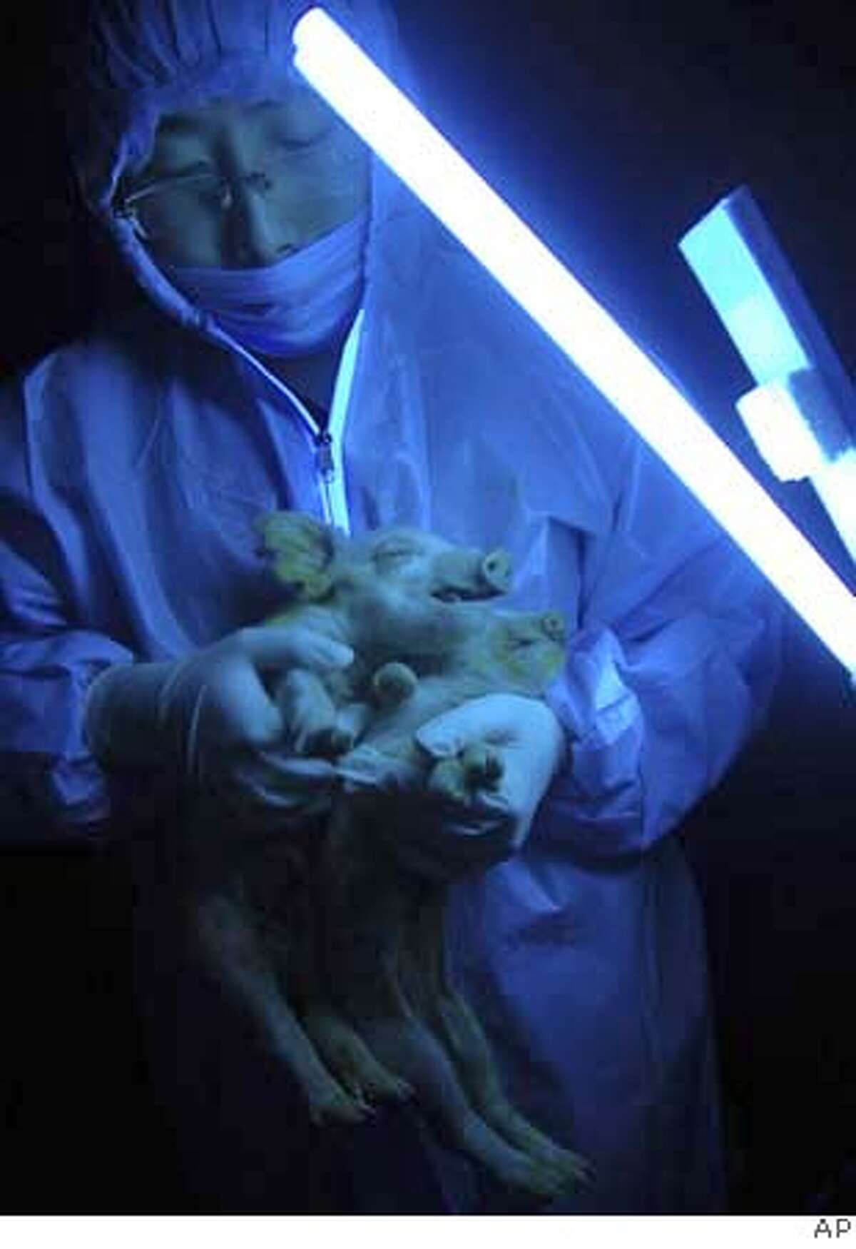 Glowing cloned pig passes on the trait