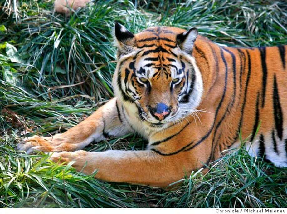 Investigation continues into fatal tiger attack at S.F. zoo - SFGate
