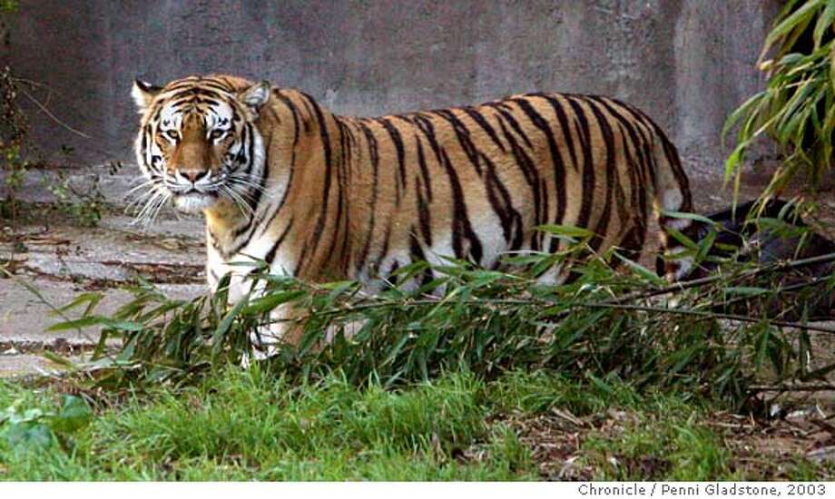 Investigation continues into fatal tiger attack at S.F. zoo - SFGate