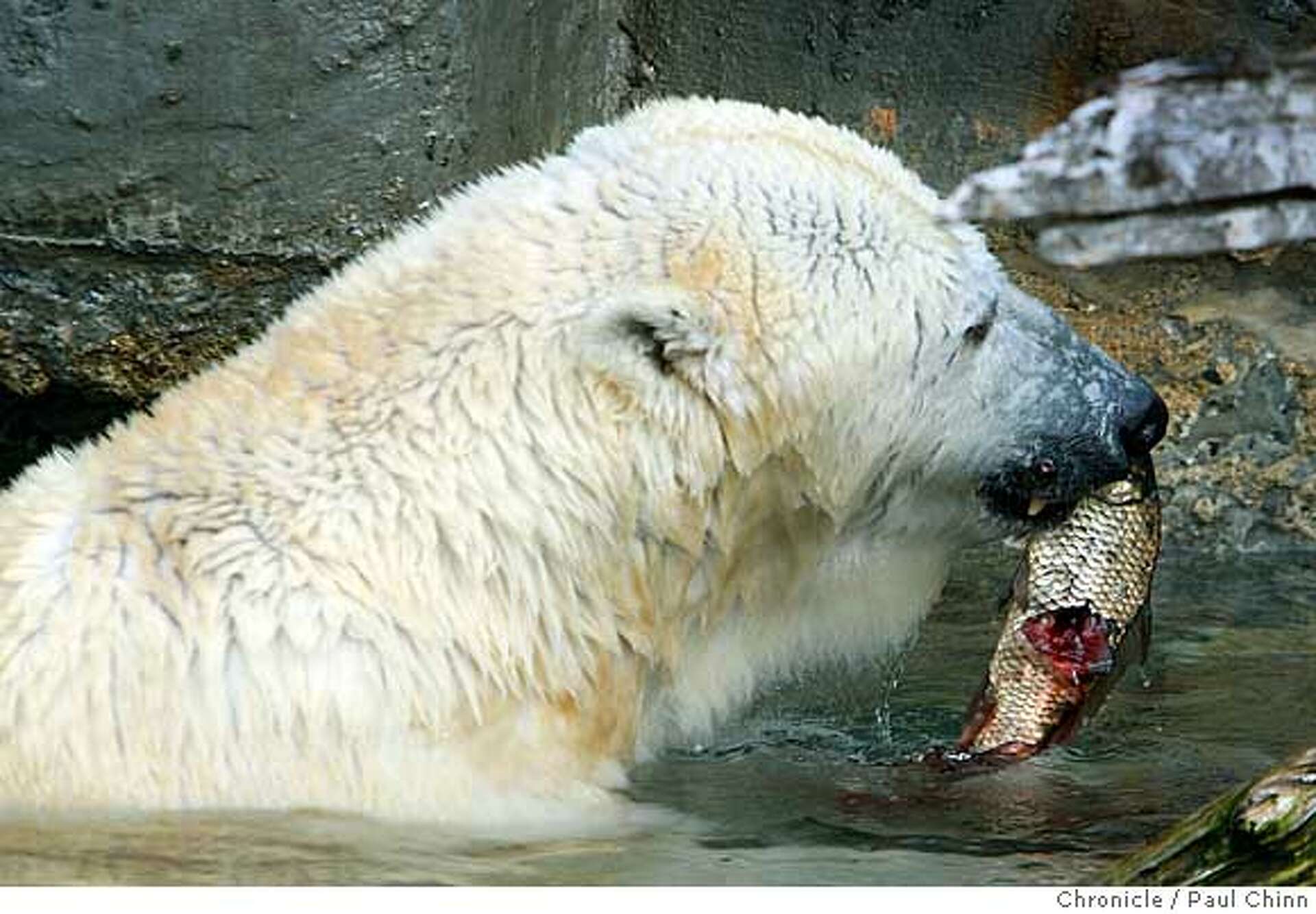 Do Polar Bears Eat Fish