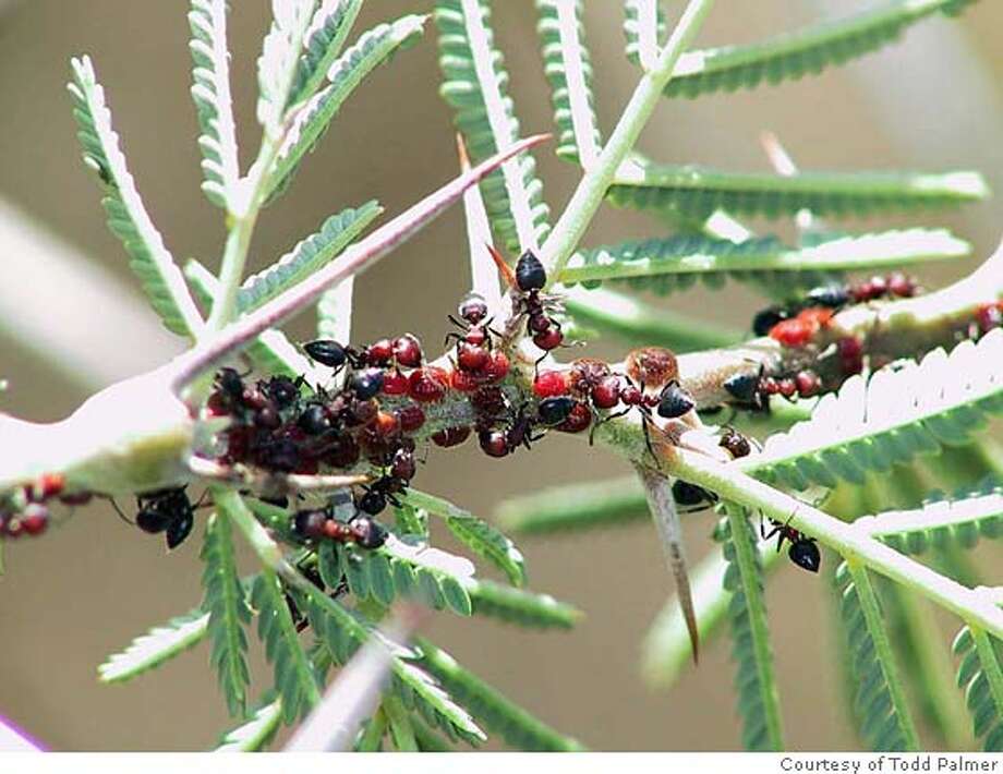 Bad things happen when something comes between ants, acacias - SFGate