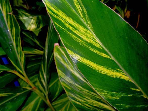 Ginger: Hardy species puts bright patterned leaves into the garden