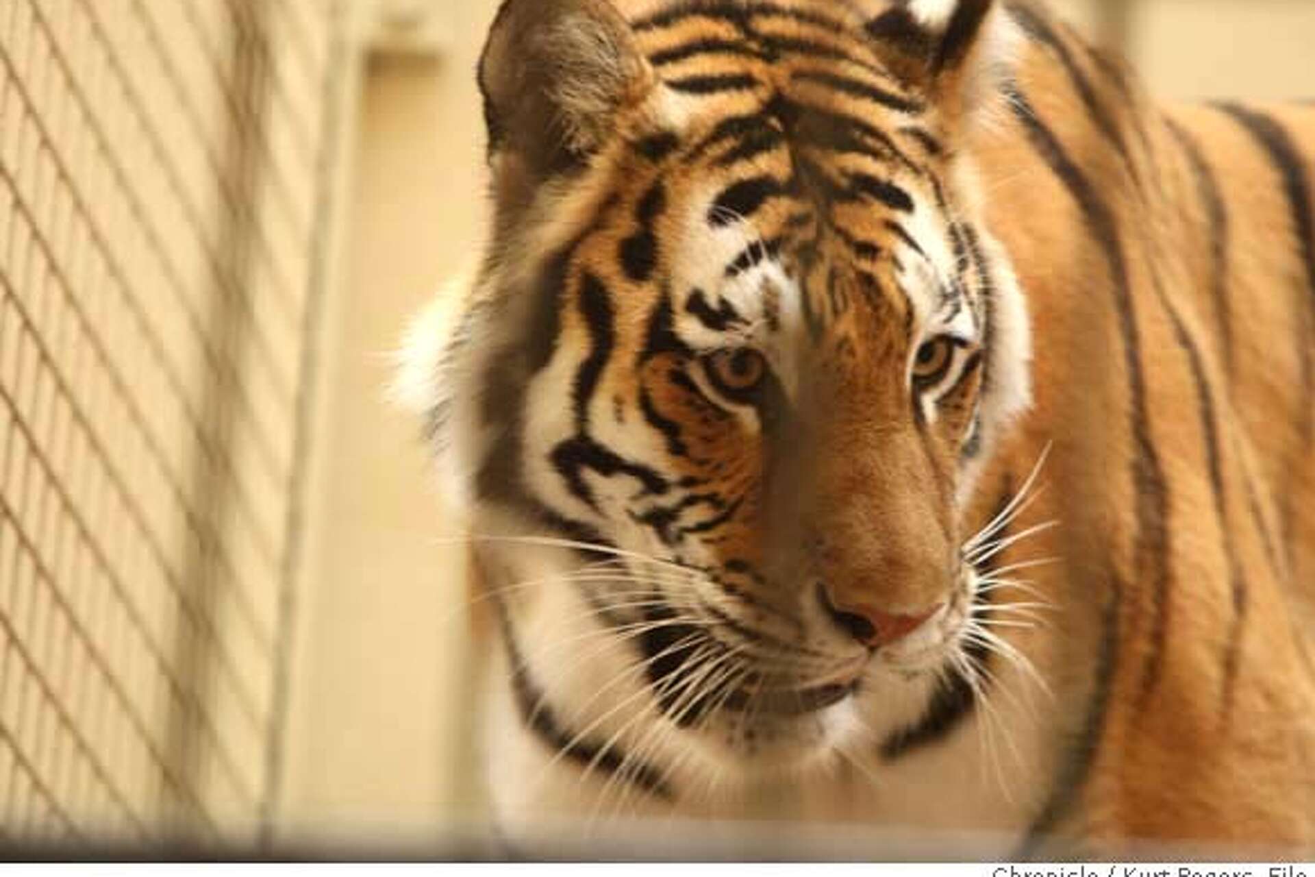 S.F. Zoo's Tatiana acted her part as alpha predator, experts say
