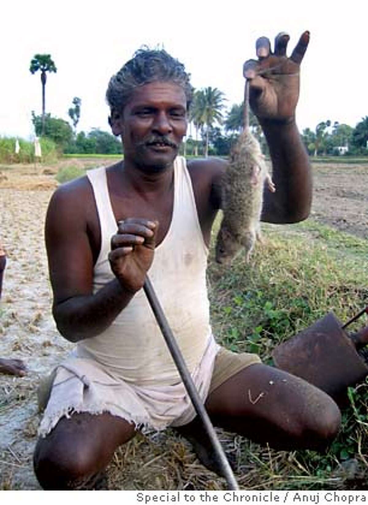 A better rat trap improves the lot of low Hindu caste