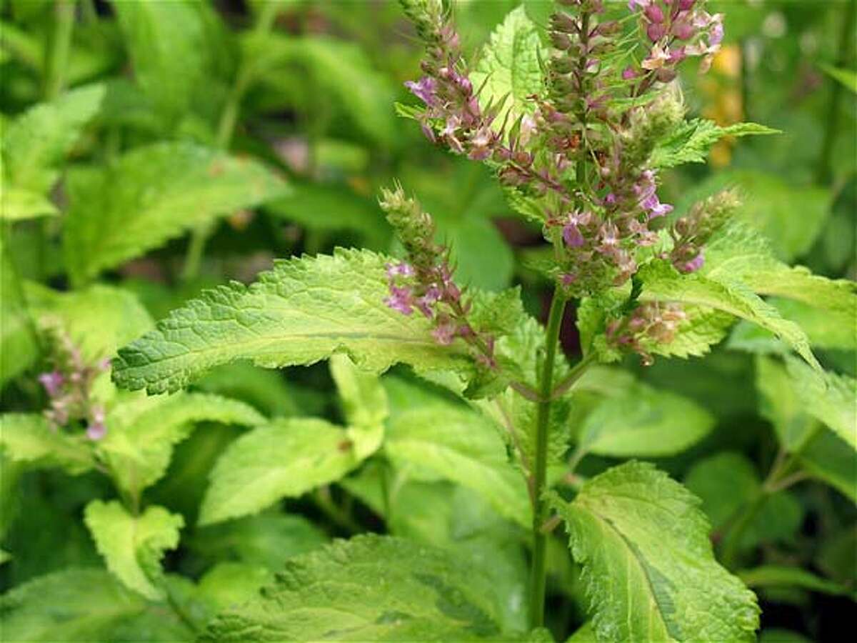 Sticky germander: Plant helps create a beautiful display