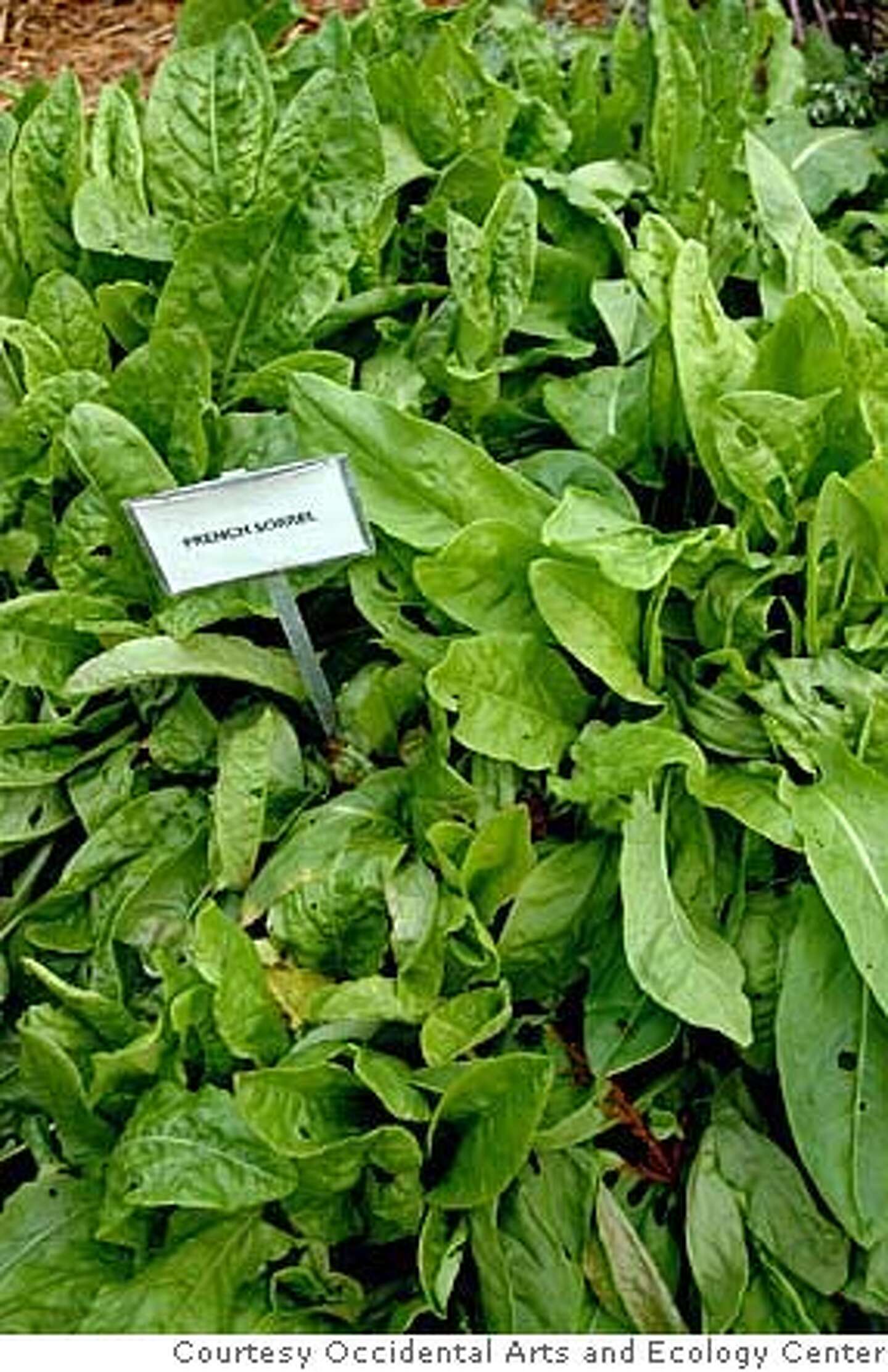 Perennial crops: The garden that keeps giving