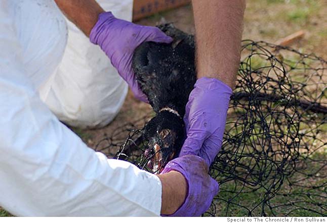 In wake of oil spill, bird rescuers work against clock, the odds