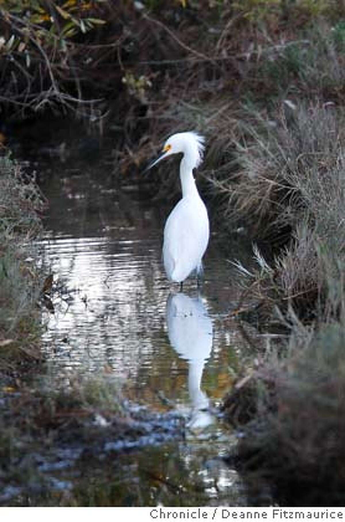 Bothin Marsh: Marin wetlands a rich setting for bird-watching