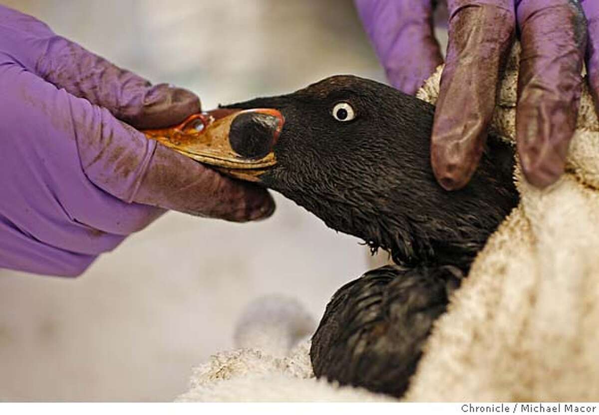 Caring for oiled birds