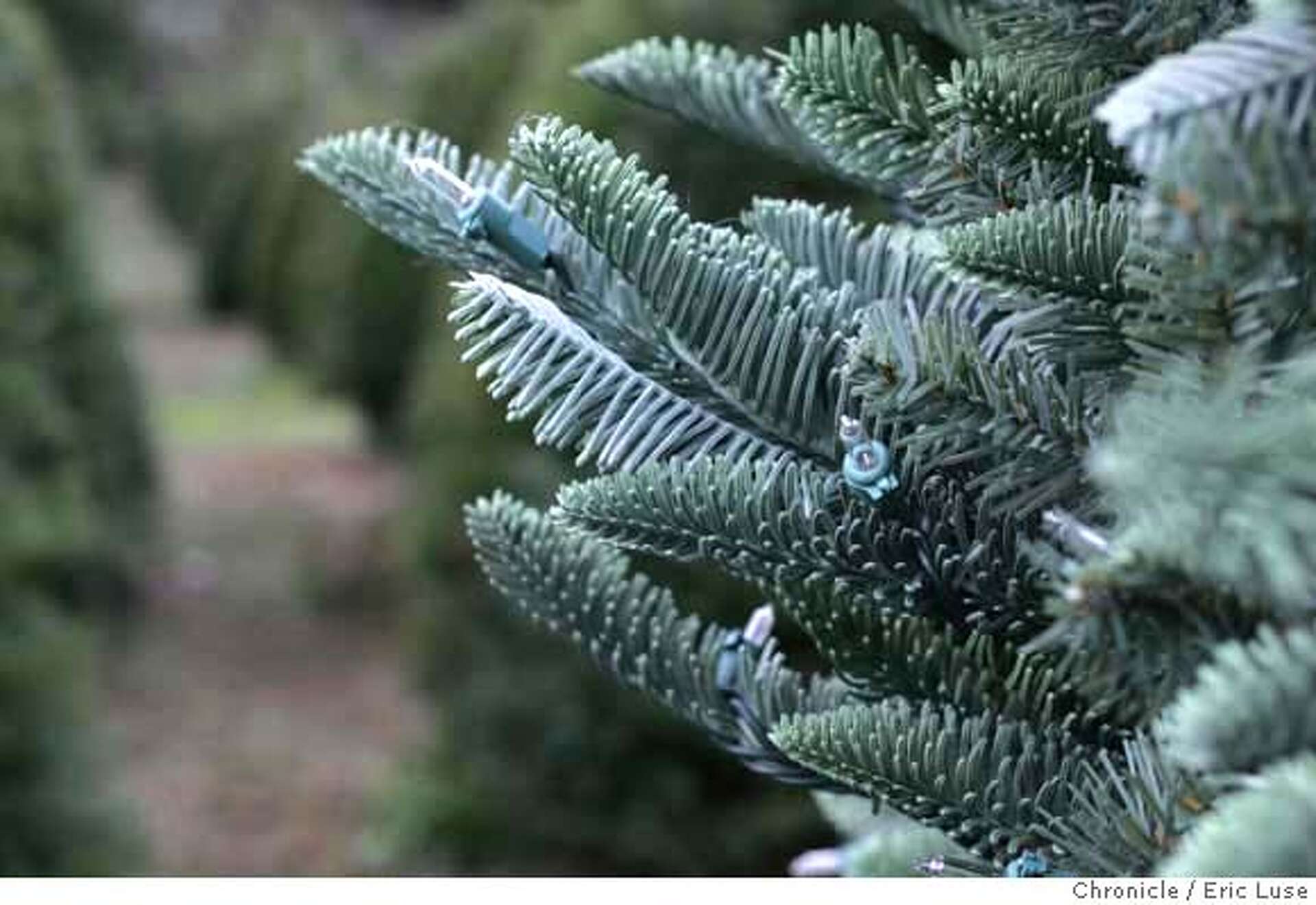 Real vs. fake: Which tree is greener?