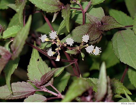 Pick of the Week: Chocolate-leaf white snakeroot