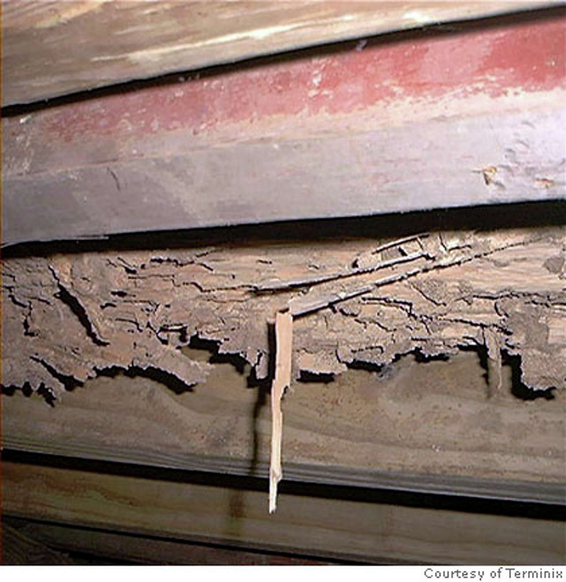 A plague in your house? / Pest control forces homeowners to pick their ...