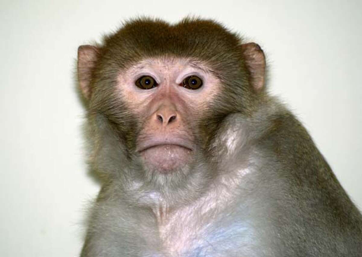 Clones of monkey embryos raise hopes for stem cell research