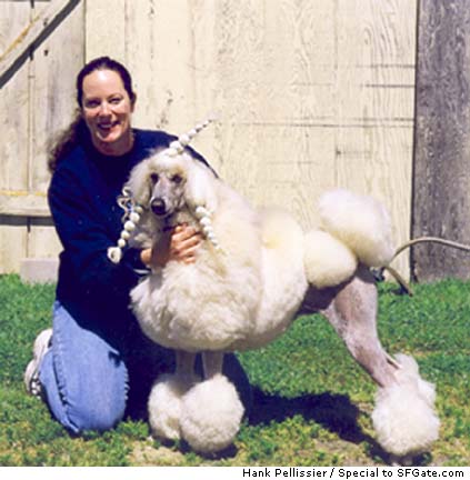 Tank, the Poodle Puppy Champion