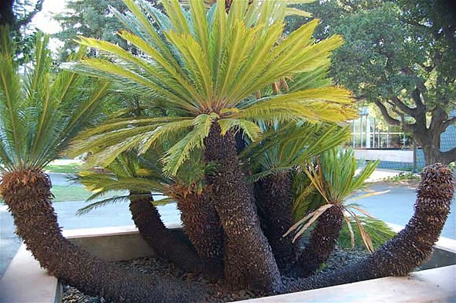 In their 300 million years on Earth, cycads have learned survival ...