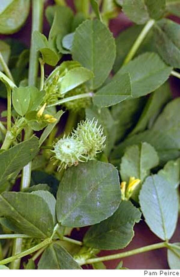 Pam Peirce/Golden Gate Gardener: Bur clover a resilient foe - SFGate