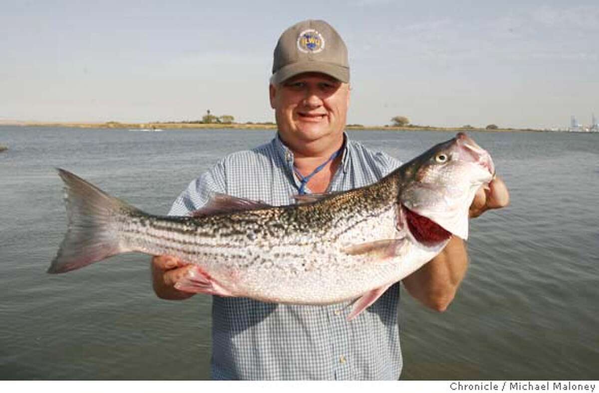 Exhaustive test reveals mercury levels in Bay Area fish sport fish