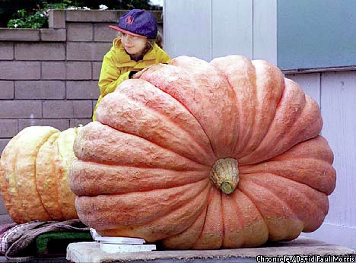 940-Pounder Wins Pumpkin Beauty Pageant / Highlight of festival in Half ...