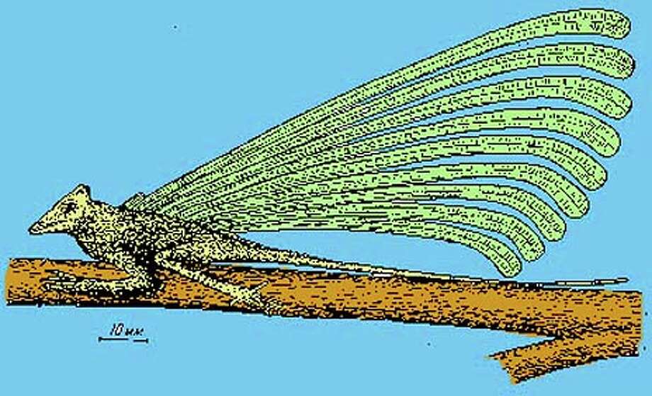 More Evidence Birds Evolved From Dinosaurs / Researchers say long ...