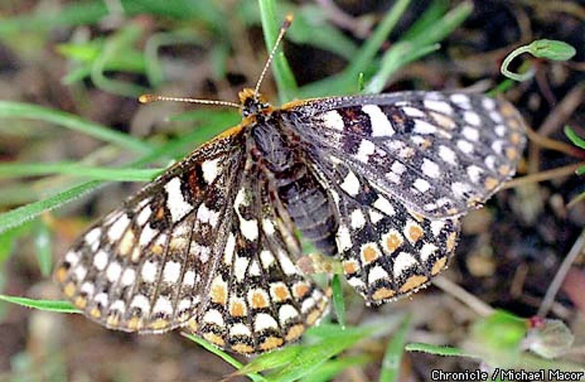 ON WINGS AND A PRAYER / Habitat may be marked critical for bay ...