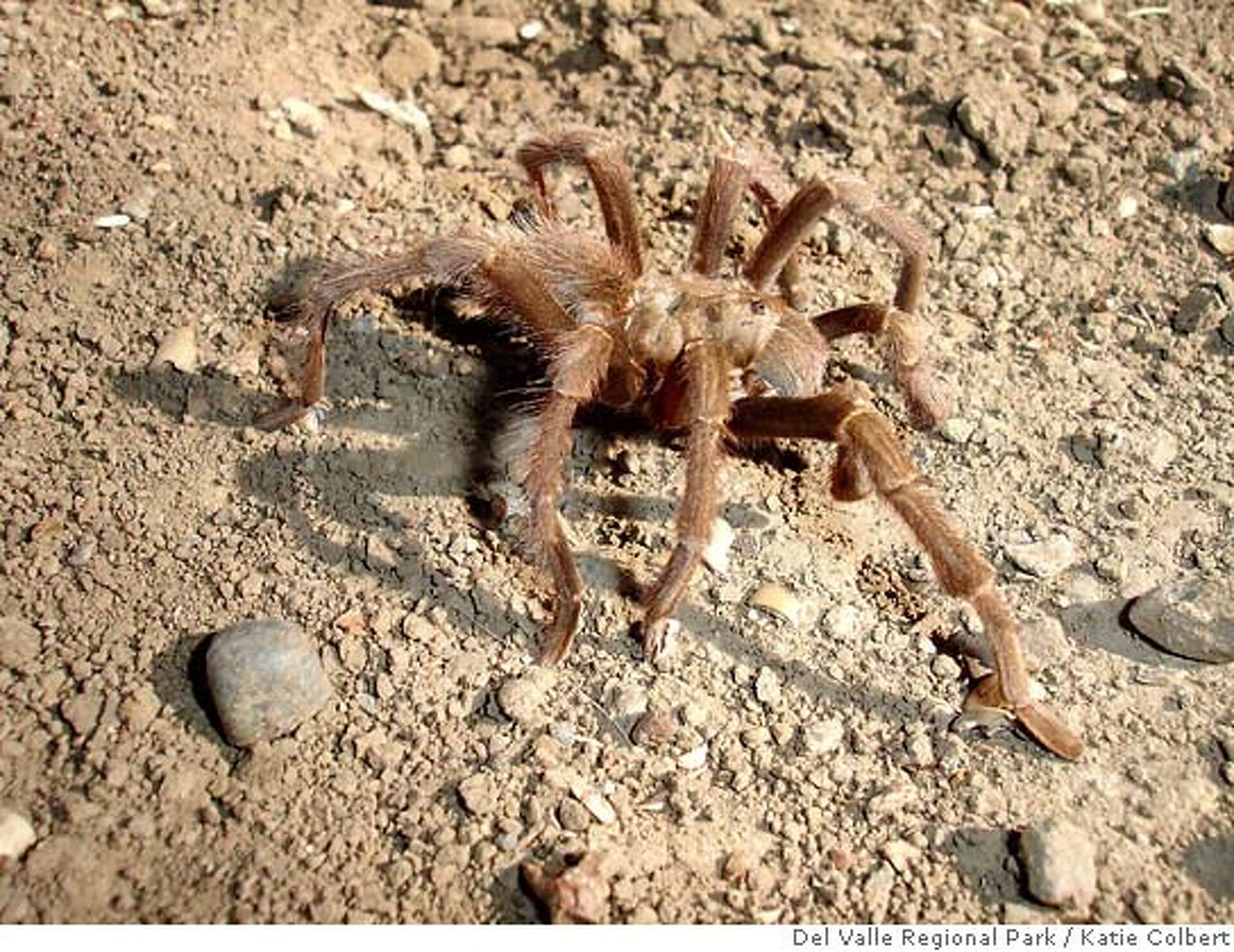 Why are Bay Area tarantulas emerging from their burrows? Sex, naturally.