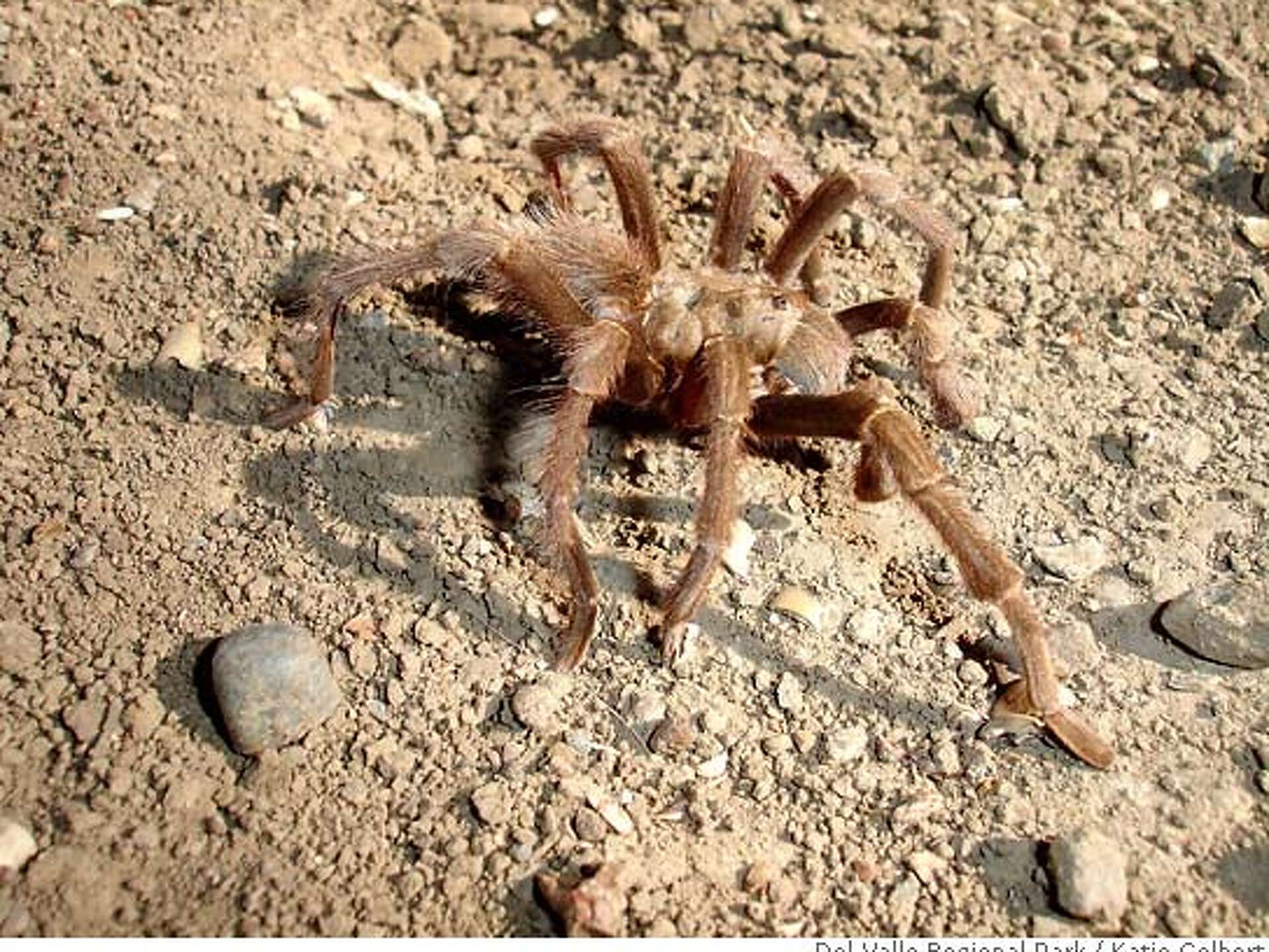 Family: Learn the truth about tarantulas, look for them on a hike