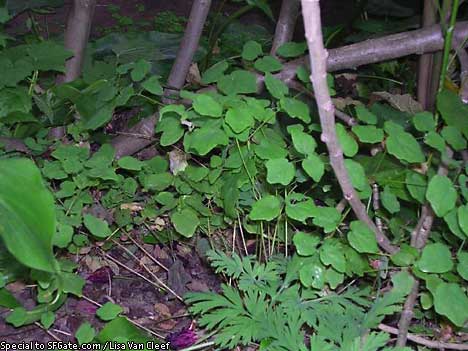 Native ground covers, the perfect glove and East Bay gardeners
