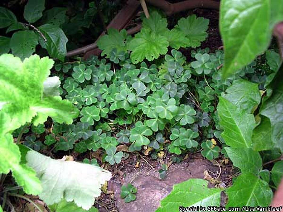 Native ground covers, the perfect glove and East Bay gardeners