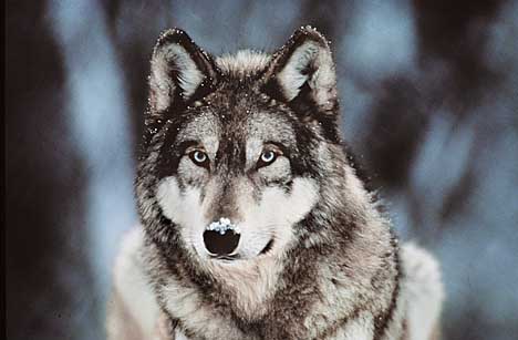 PBS Explains Who Let the Wolves Out