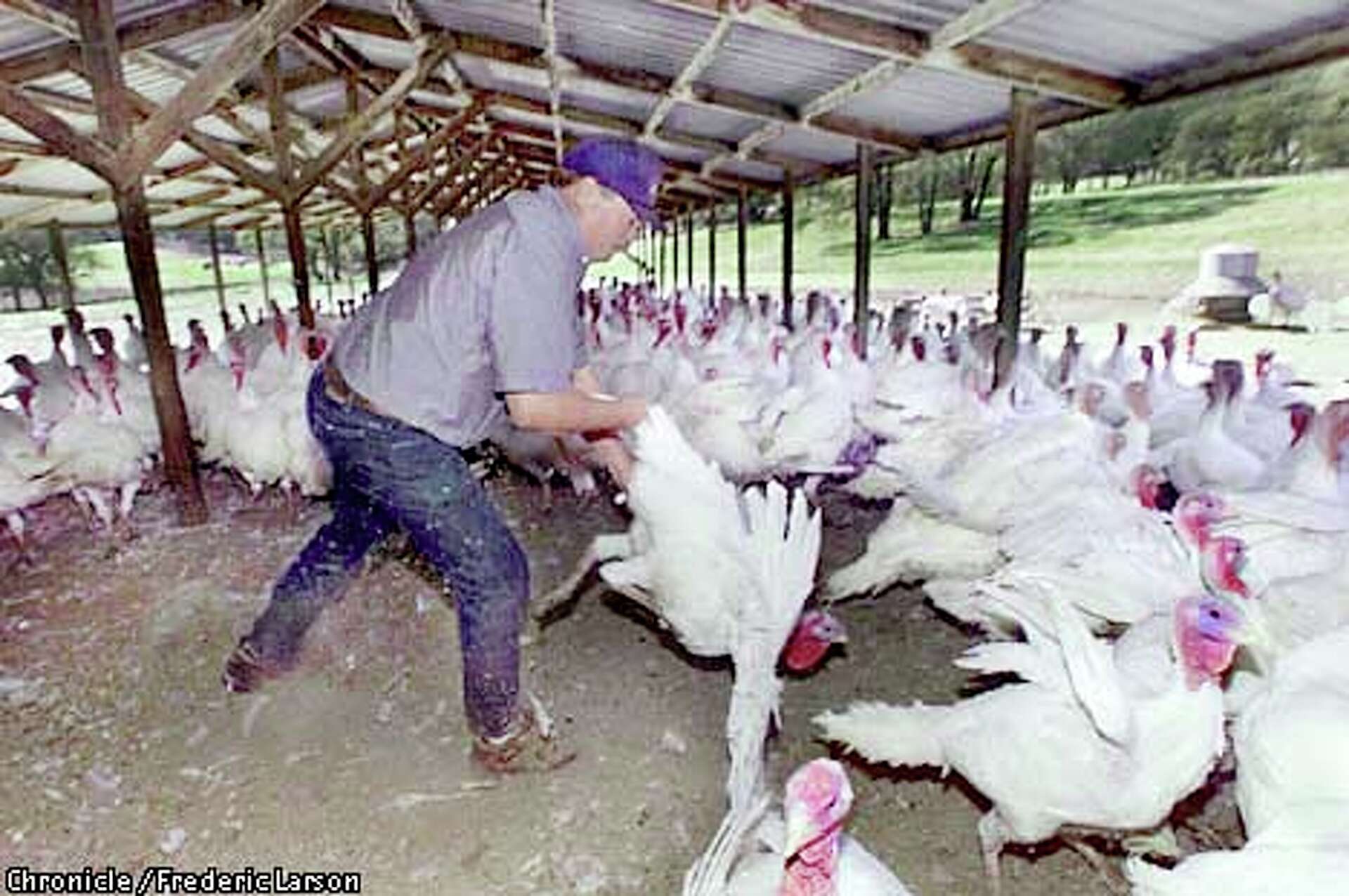 Home on the Range / Willie's Sonoma birds are the toast of the nation's ...