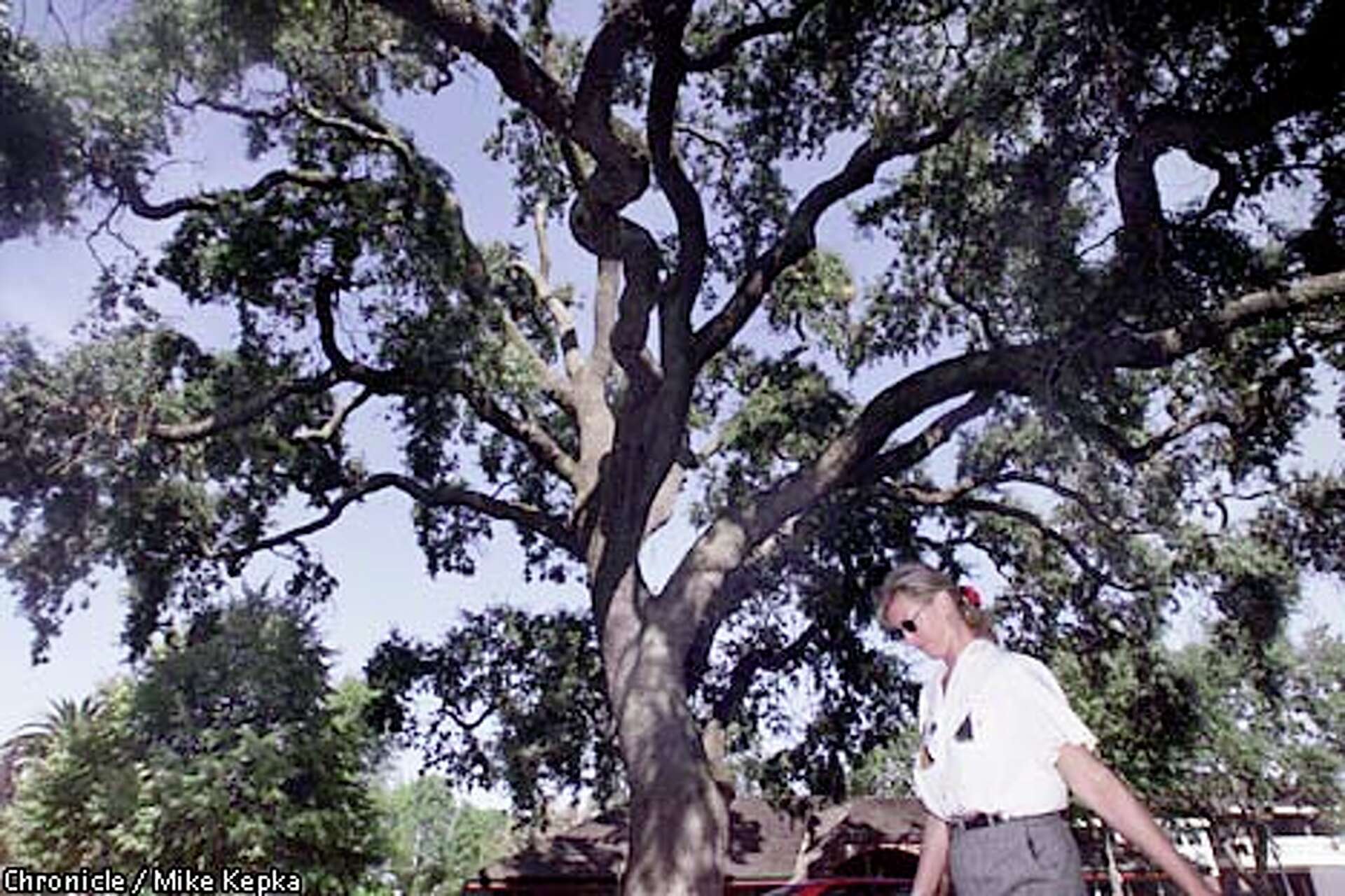 LOSING DEEP ROOTS / Cherished 300-year-old oak at heart of Danville is ...